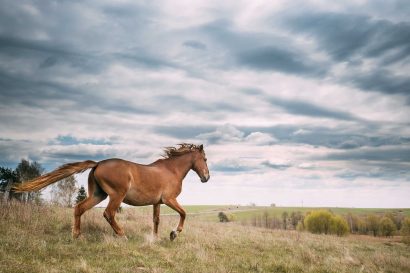 Randjesfontein Country Estate – Randjesfontein Equestrian Estate
