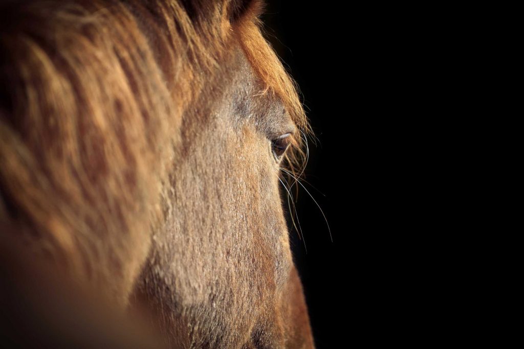 Randjesfontein Country Estate – Randjesfontein Equestrian Estate